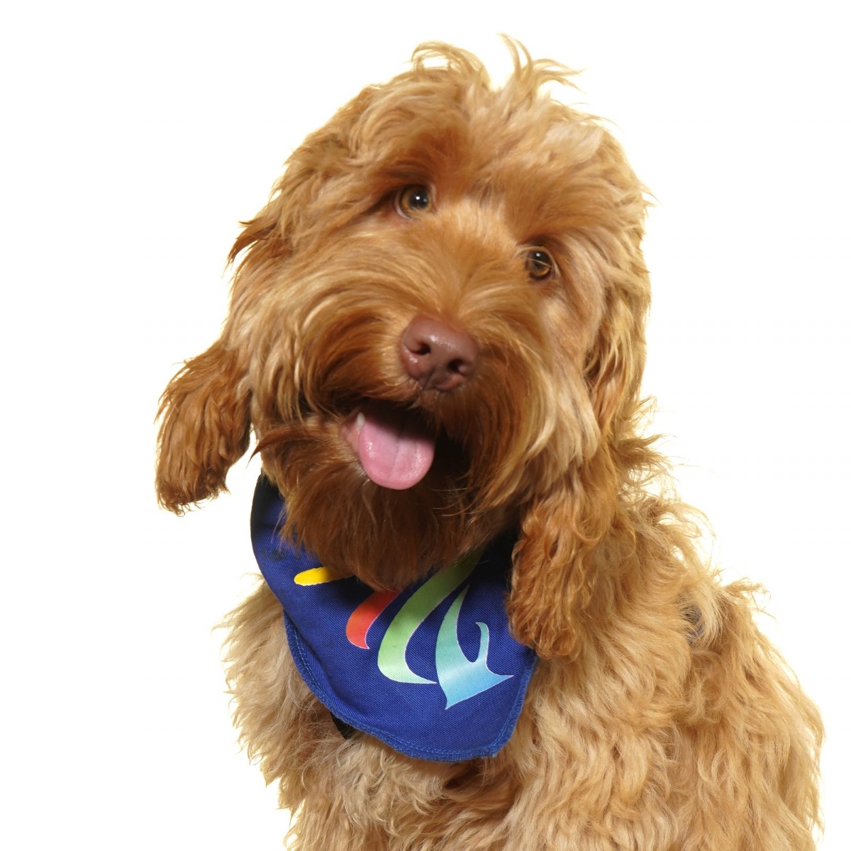 Balcarras School - Borehole for Nigeria Fundraising appeal - success!